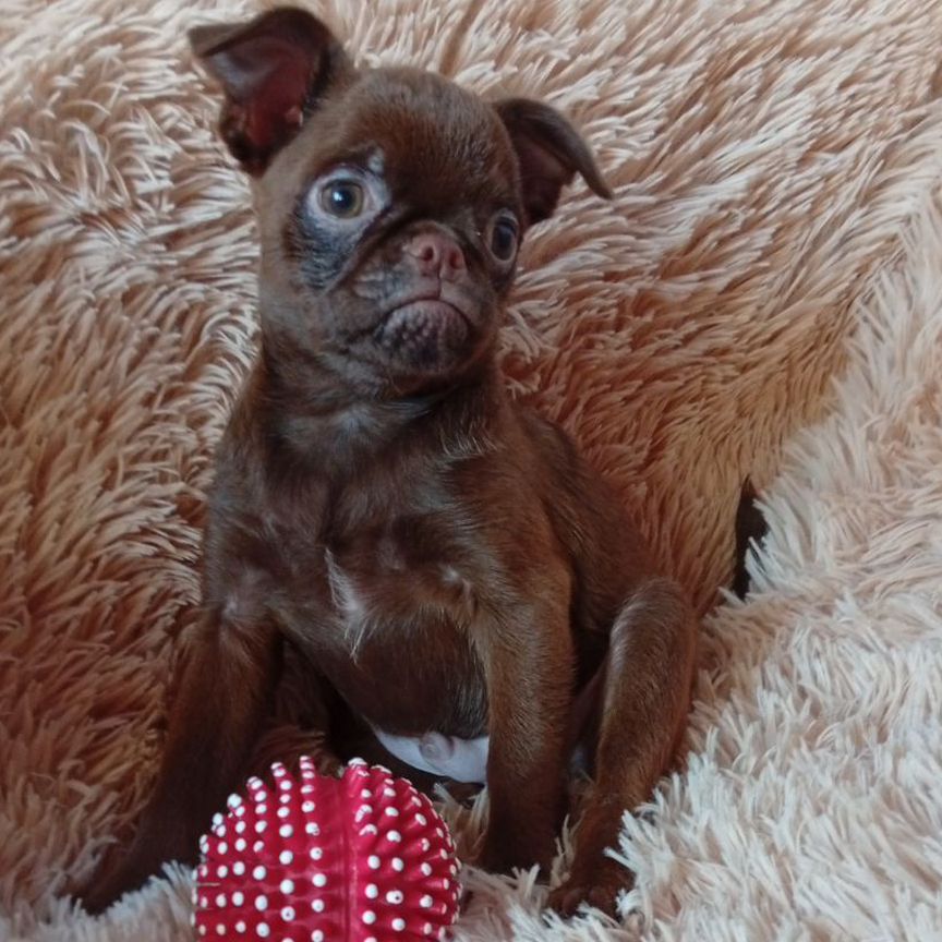 Пти-брабансон, щенок