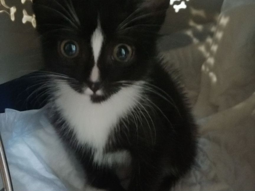 Котёнок в добрые руки