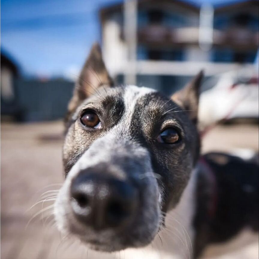 Щенок в добрые руки
