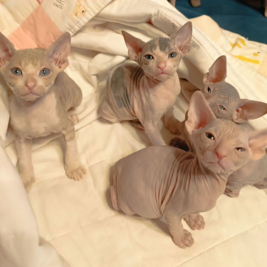 Донской сфинкс котёнок