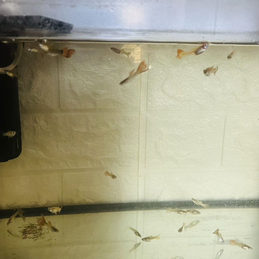 Мальки гуппи