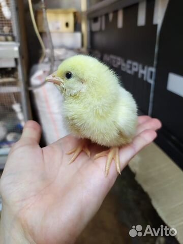 Цыпленнок броллер рос308, запись на 12 Апреля