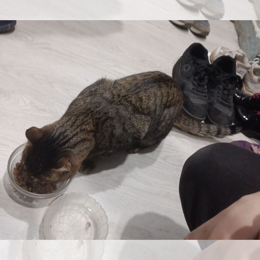 Кот