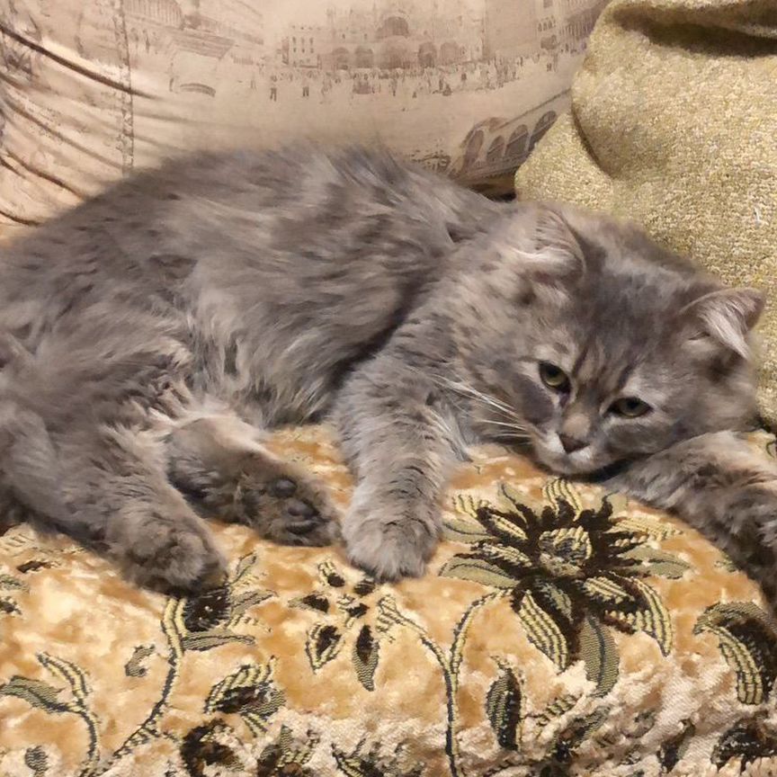 Кто потерял красивого котика