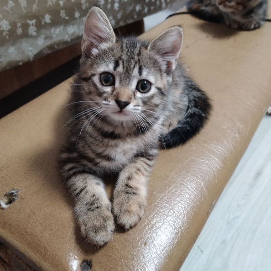 Котята - кошечки