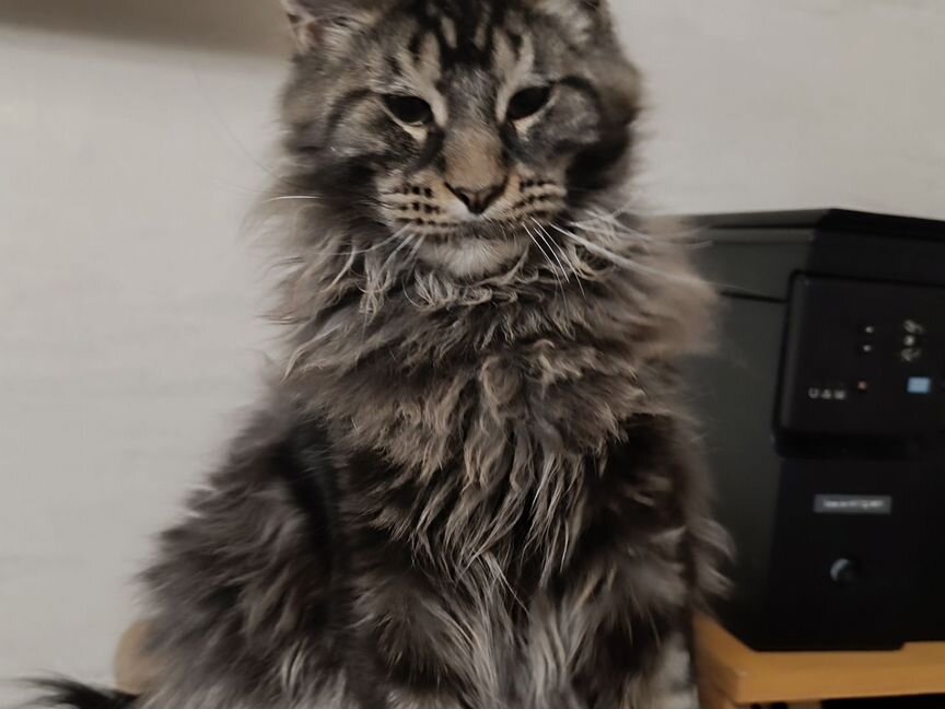 Котята мейн-кун