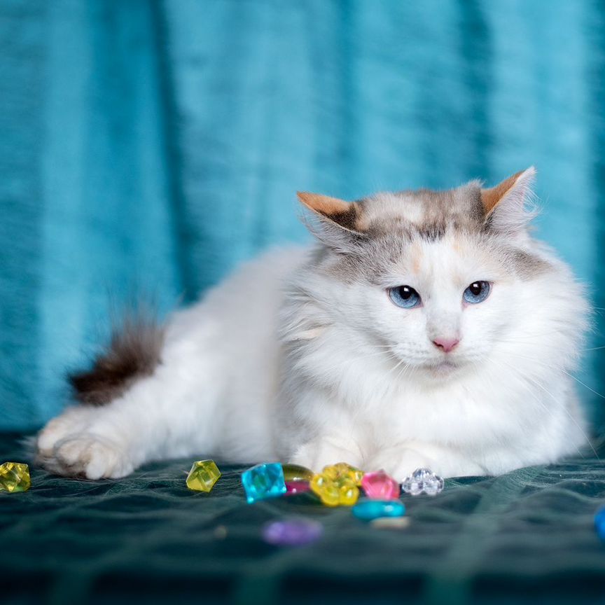 Рэгдолл кошка бесплатно