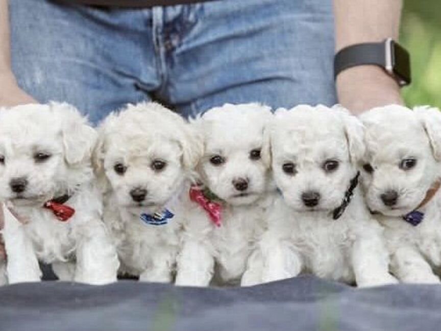 Щенки бишон фризе