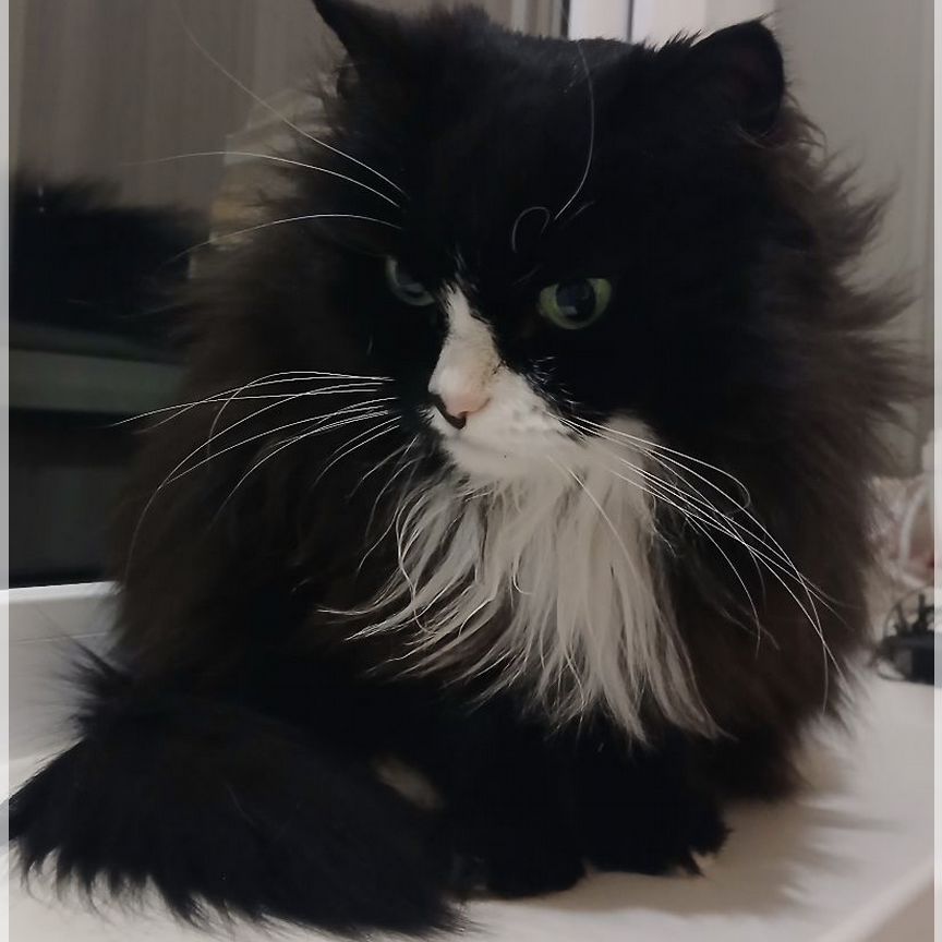 Взрослая, Девочка кошка в добрые руки