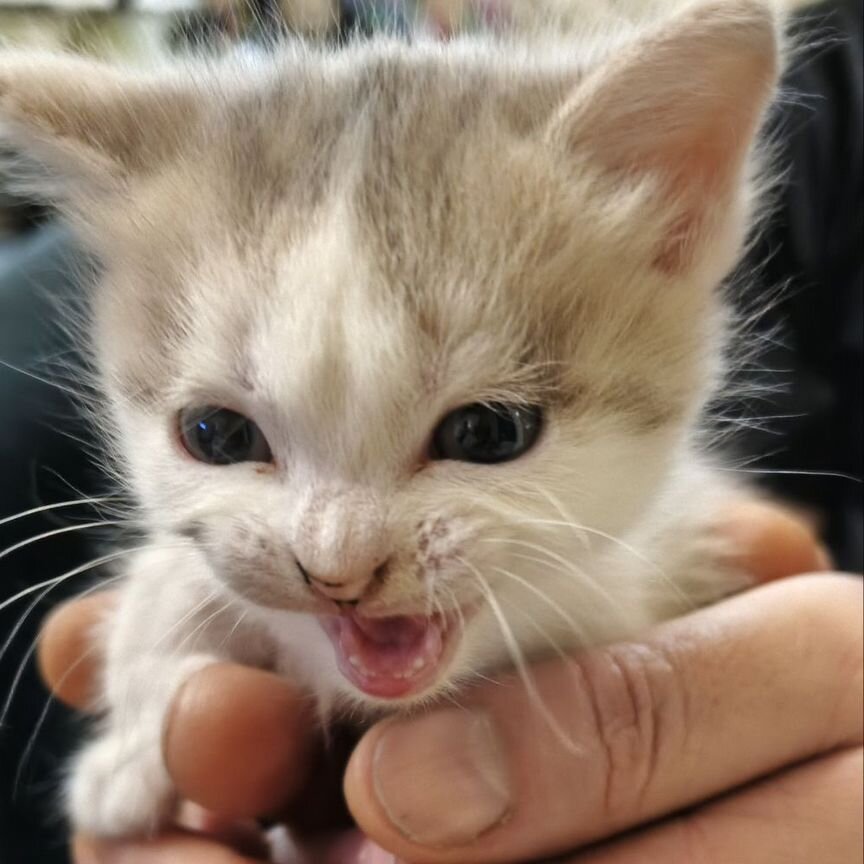 Котёнок в добрые руки
