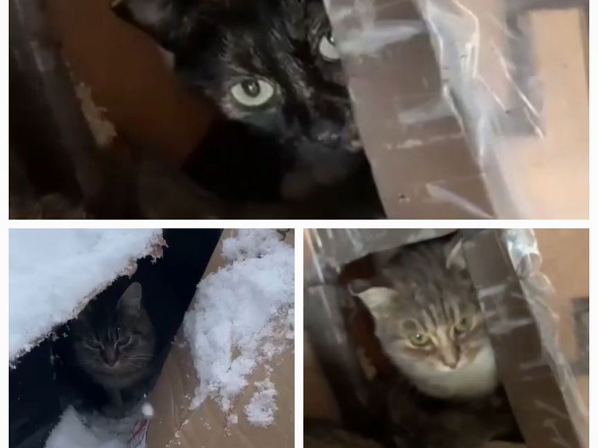 Кошки в добрые руки бесплатно
