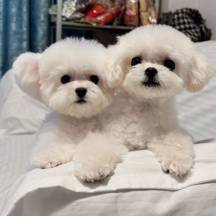 Бишон Фризе (Супер Мини) из Кореи уже в России