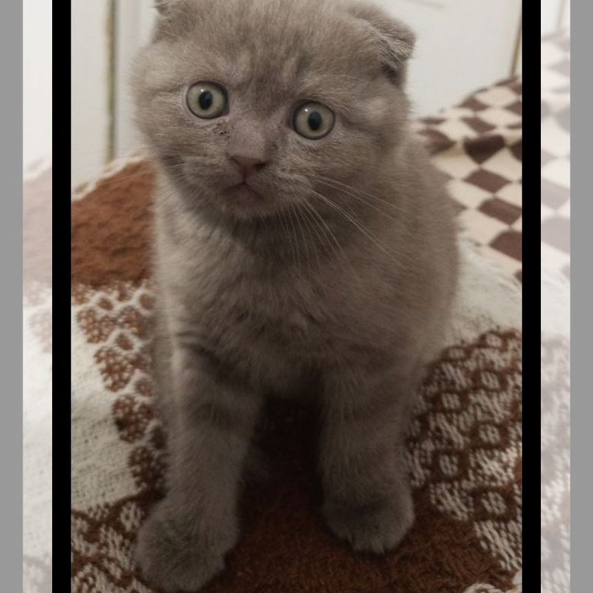 Шотландский вислоухий короткошёрстный котёнок