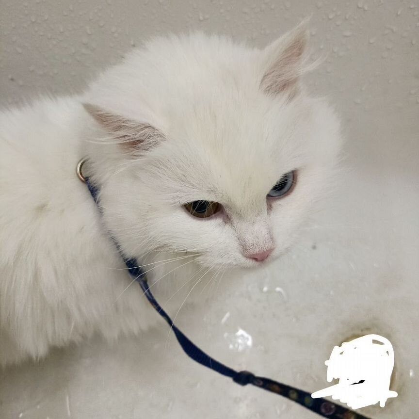 Турецкая ангора котёнок