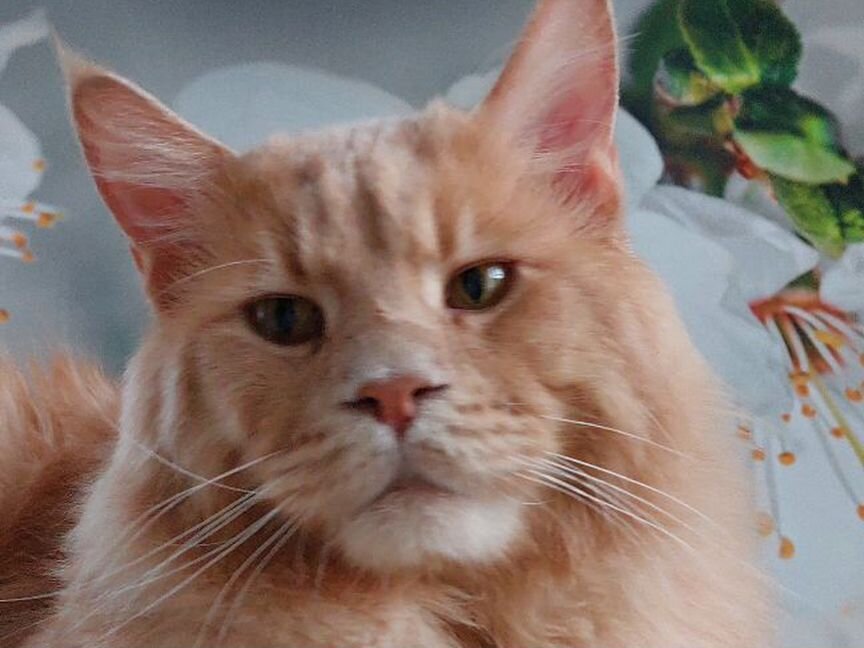 Мейн-кун сладун