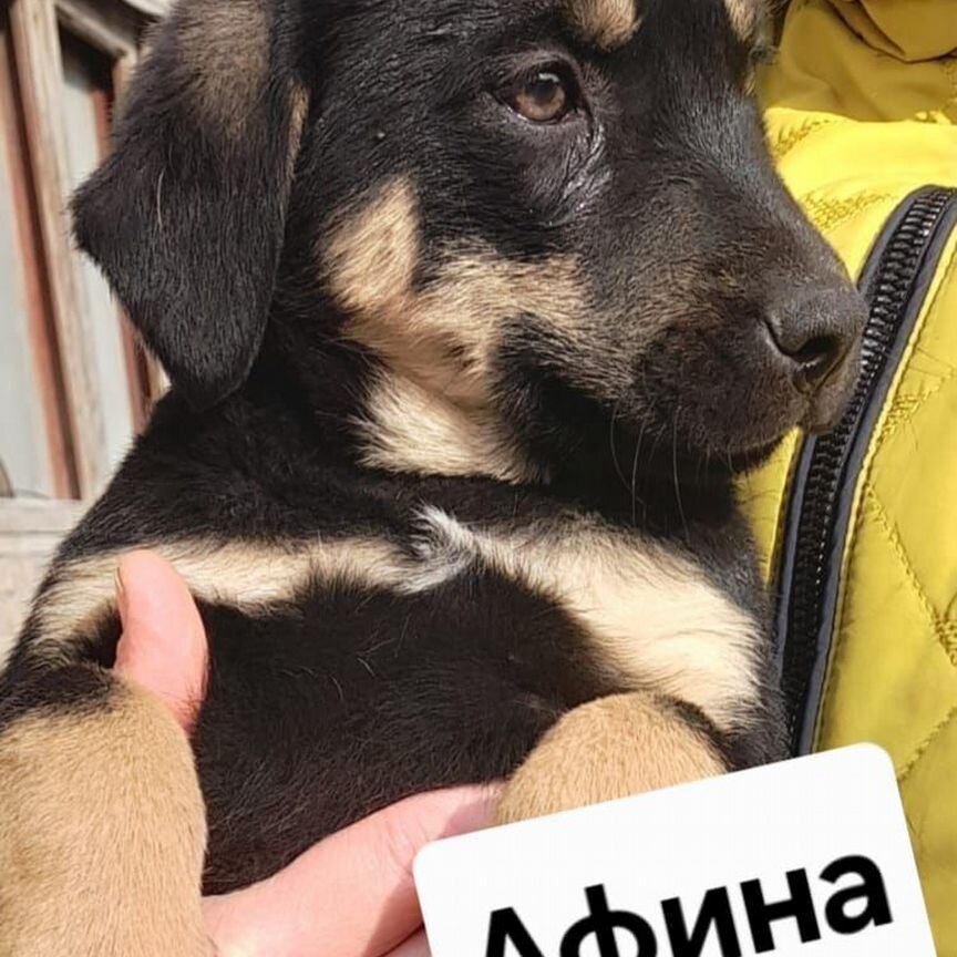 Смелая Афина для защиты дома