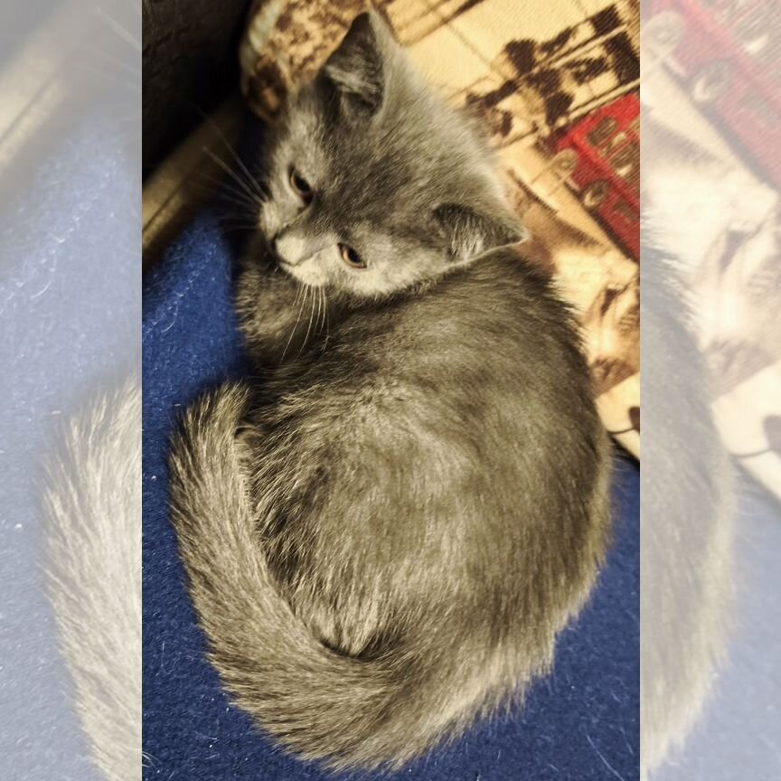 Русский голубой котёнок