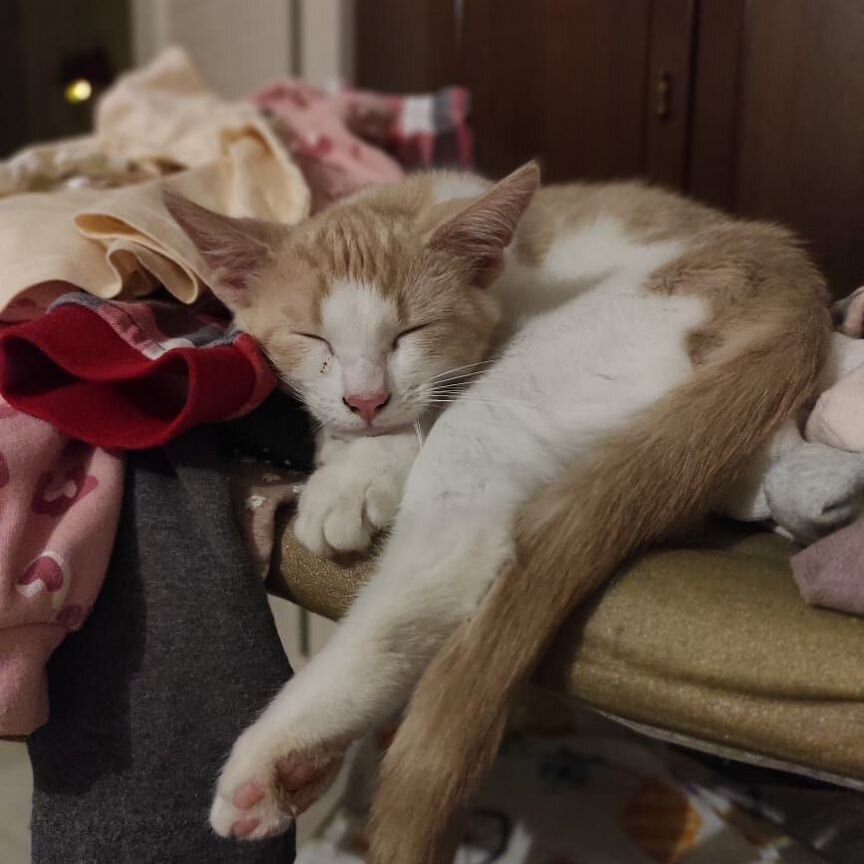 Котята в добрые руки бесплатно