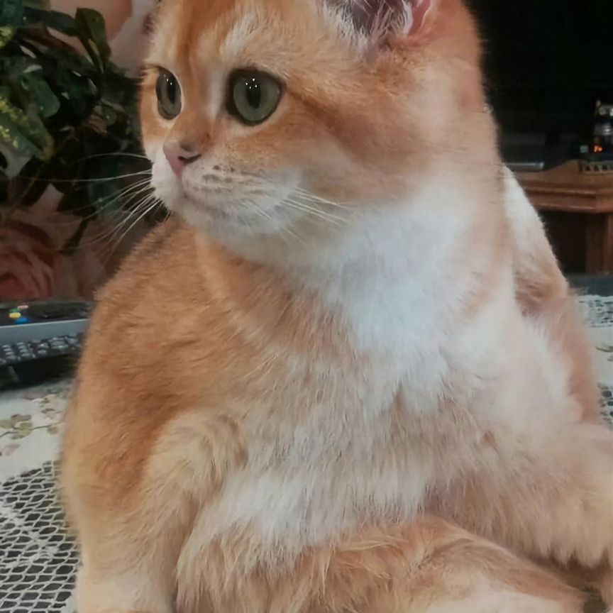 Британские котята золотая шиншилла