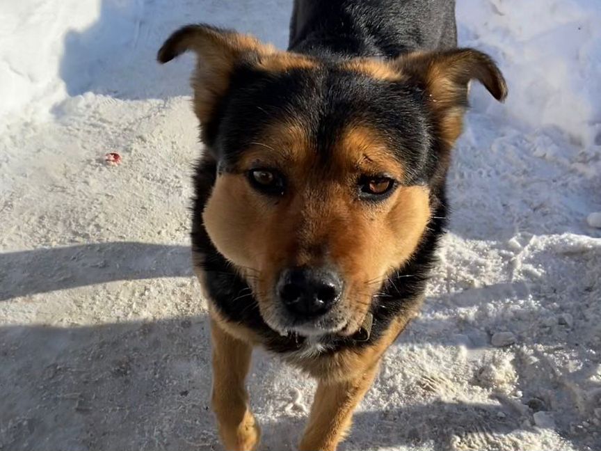 Ищем хозяина