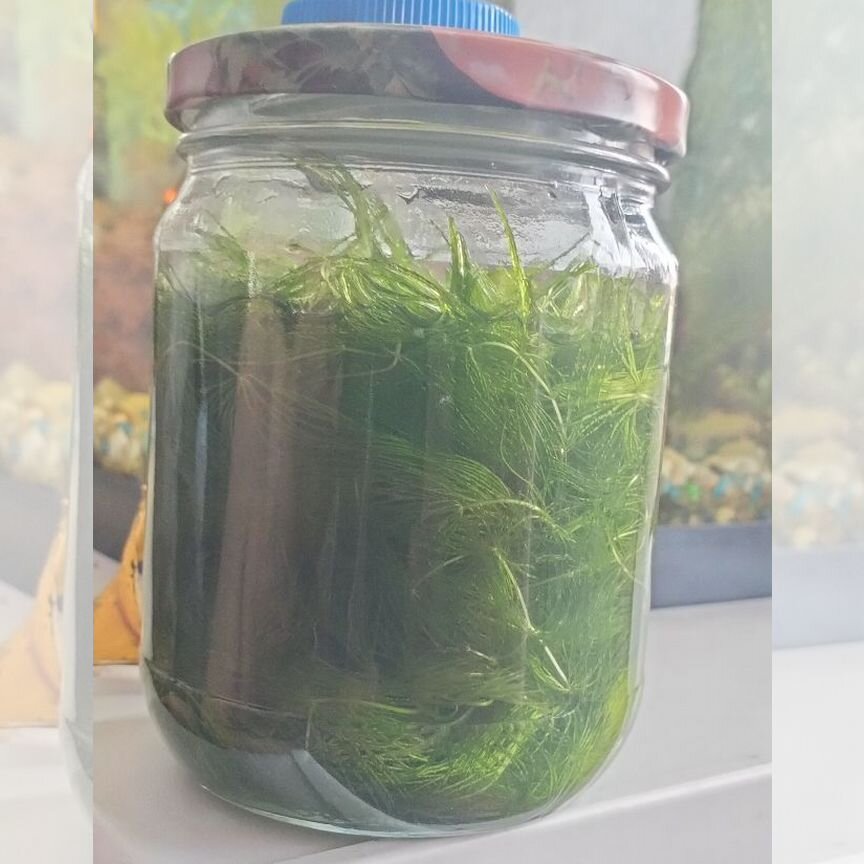 Роголистник, аквариумное растение