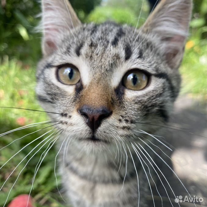 Котята охотники