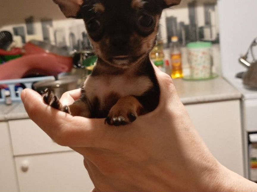 Щенки чихуахуа