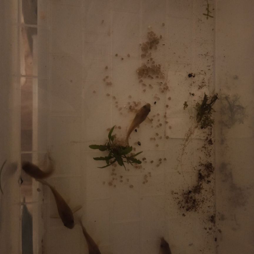 Коридорас венесуэла оранж