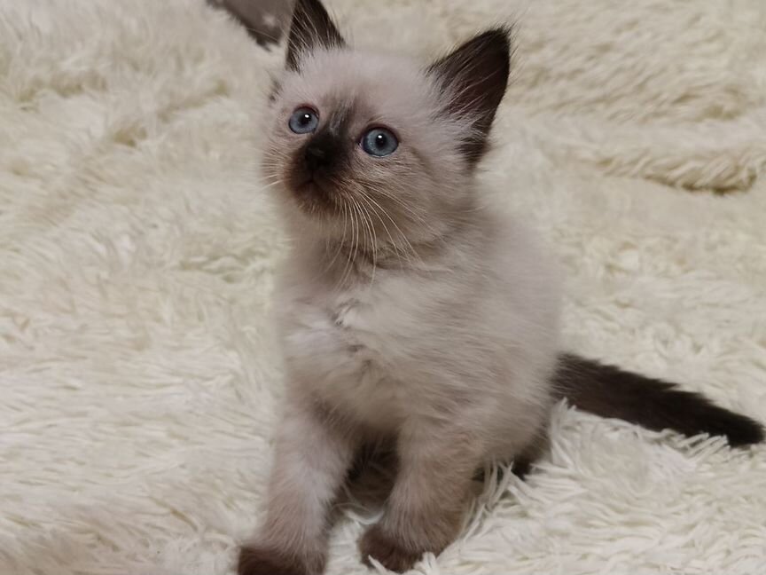 Невская маскарадная кошечка