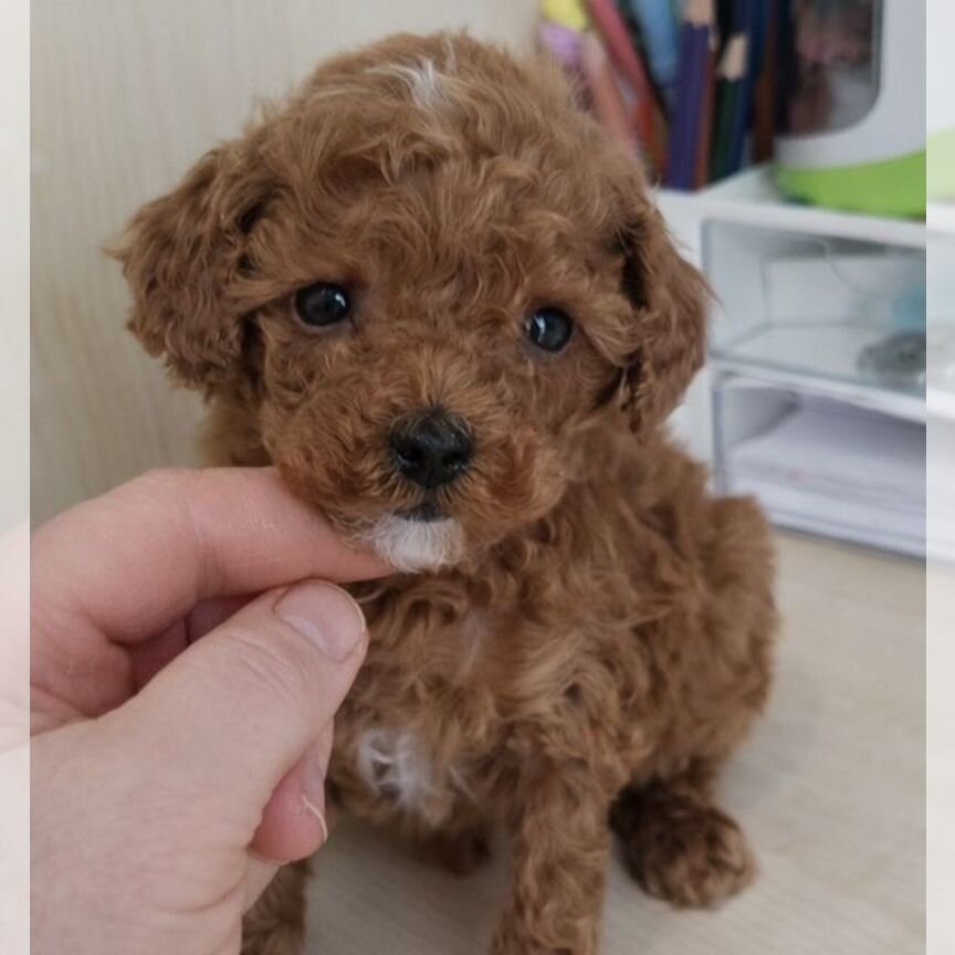 Той-пудель, щенок