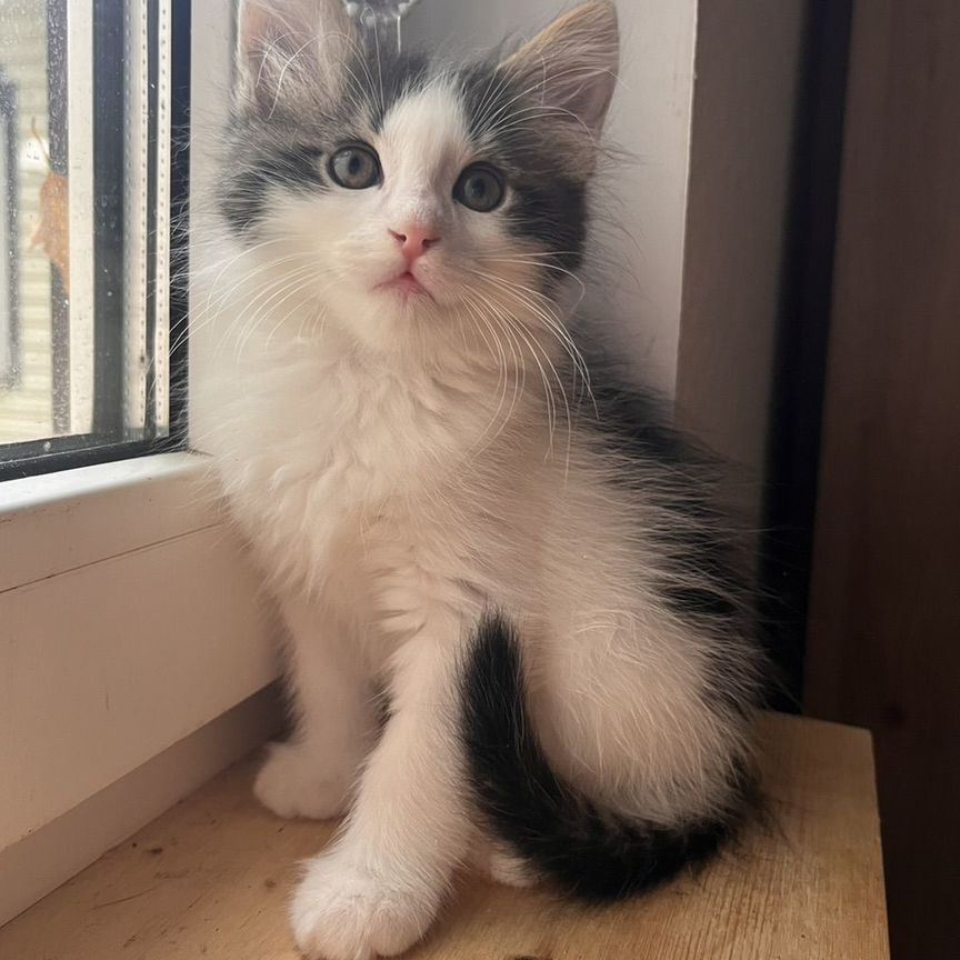 Котята в добрые руки приучены к лотку (2 месяца)