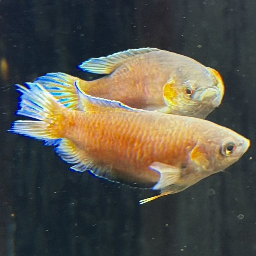 Макроподы и гурами