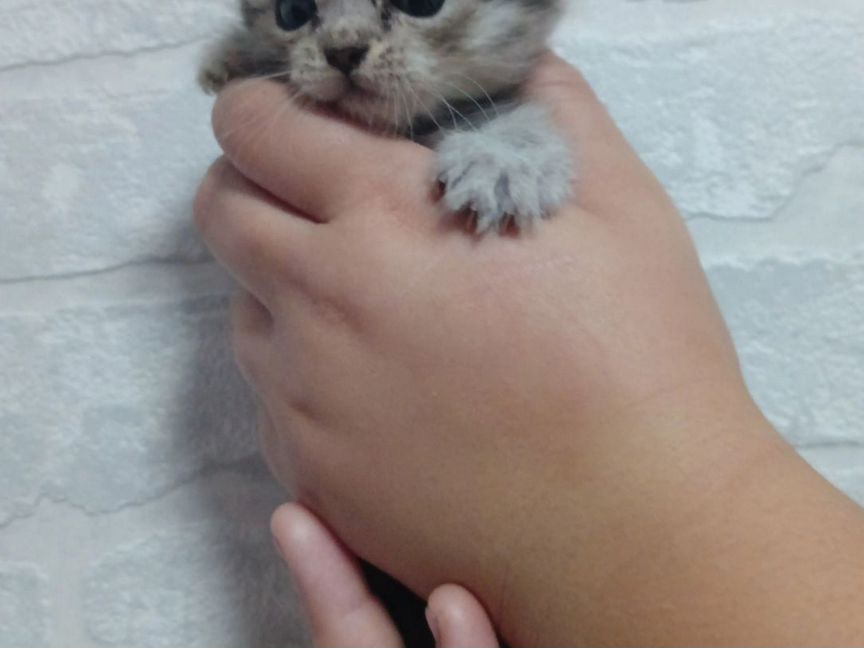 Британская кошка