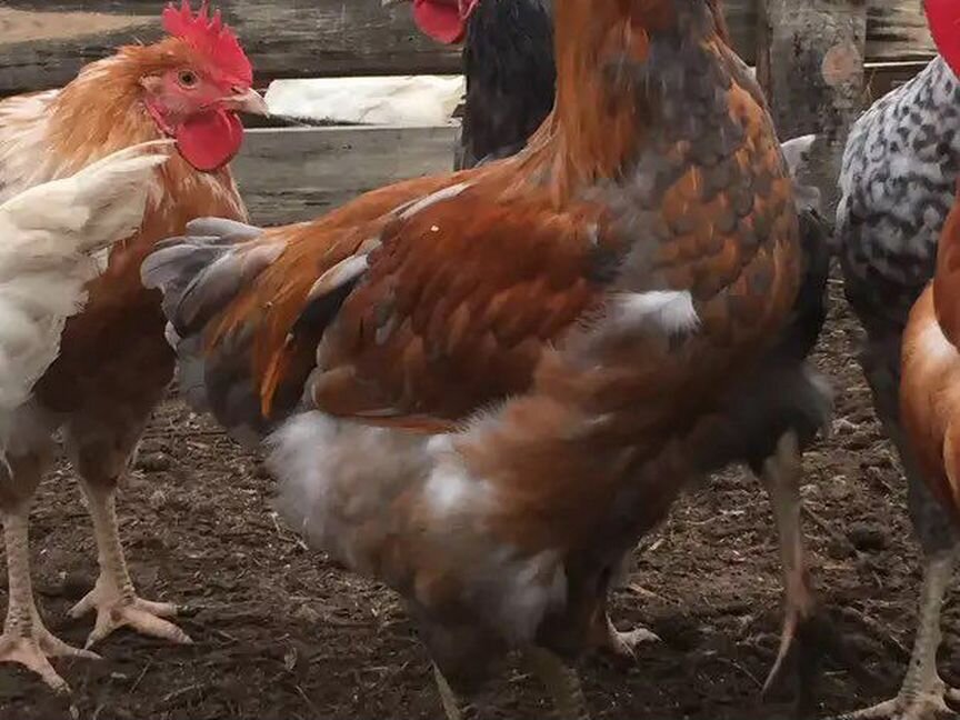 Молодые петухи, цена за голову