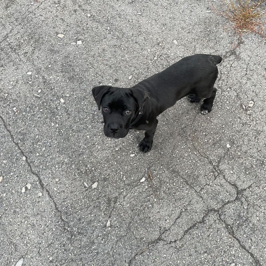 Щенки кане корсо