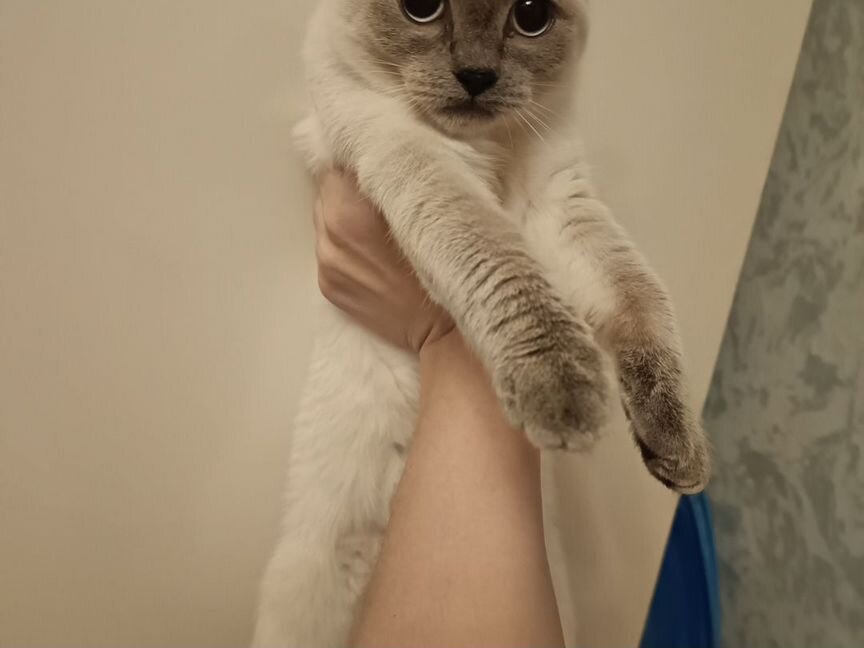 Тайская кошка бесплатно