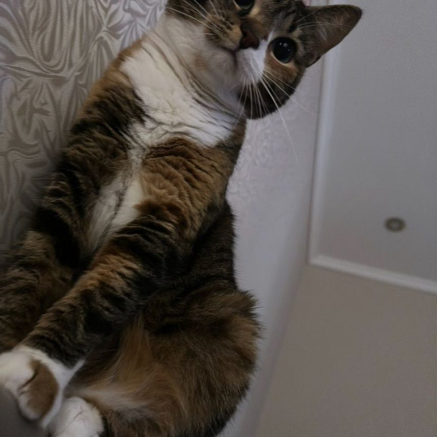 Ручная кошечка"Мелисса" дворняга