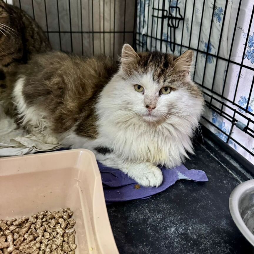 Котик в добрые руки