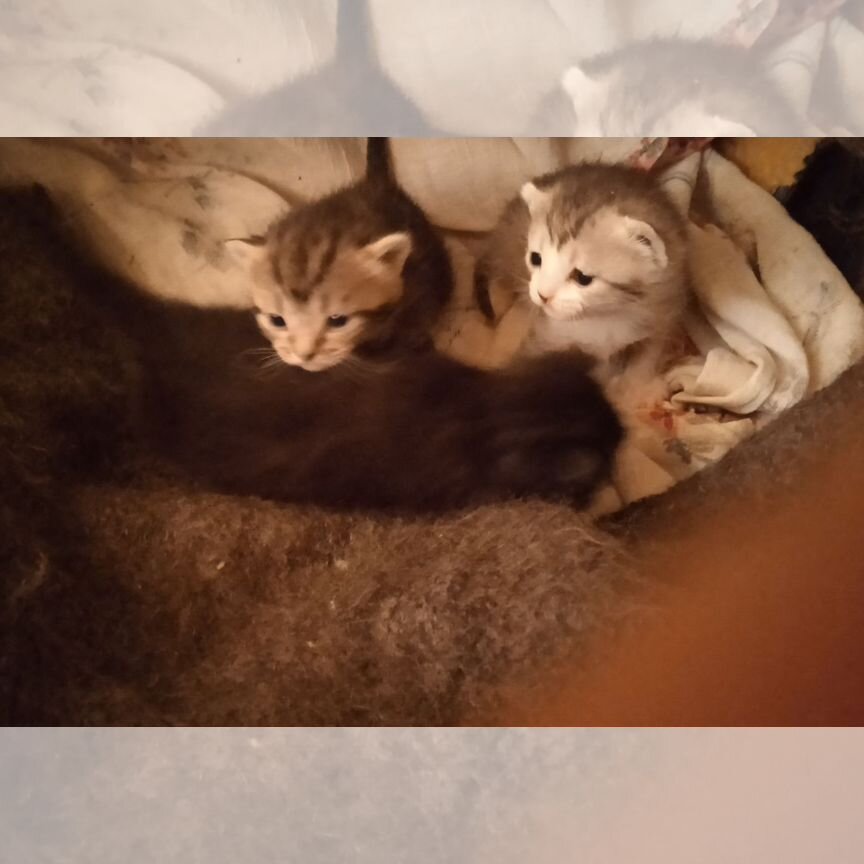 Британский короткошёрстный котёнок