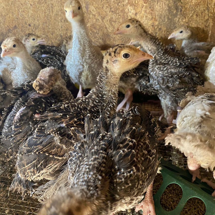 Индюки Бронза