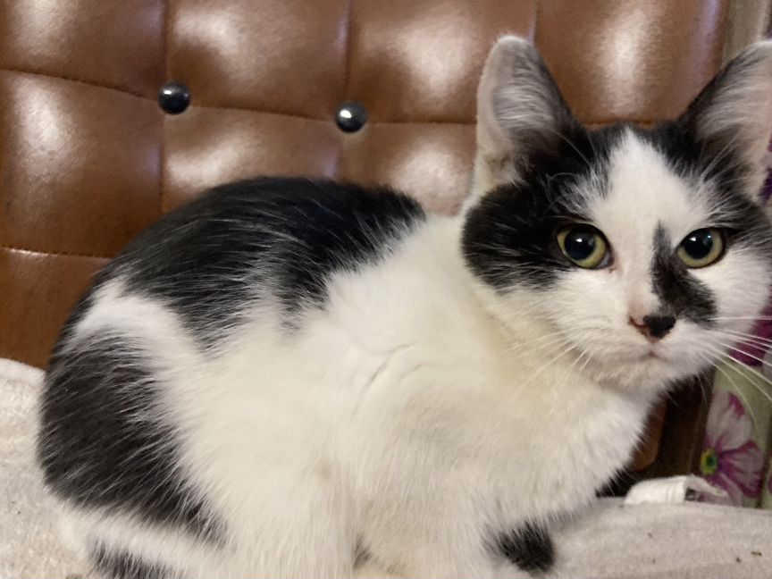 Котенок в добрые руки