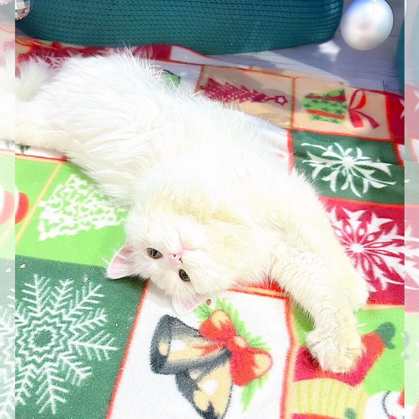 Турецкая ангора котёнок