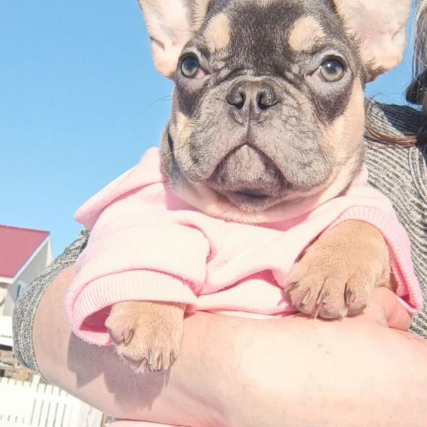 Французский бульдог девочка