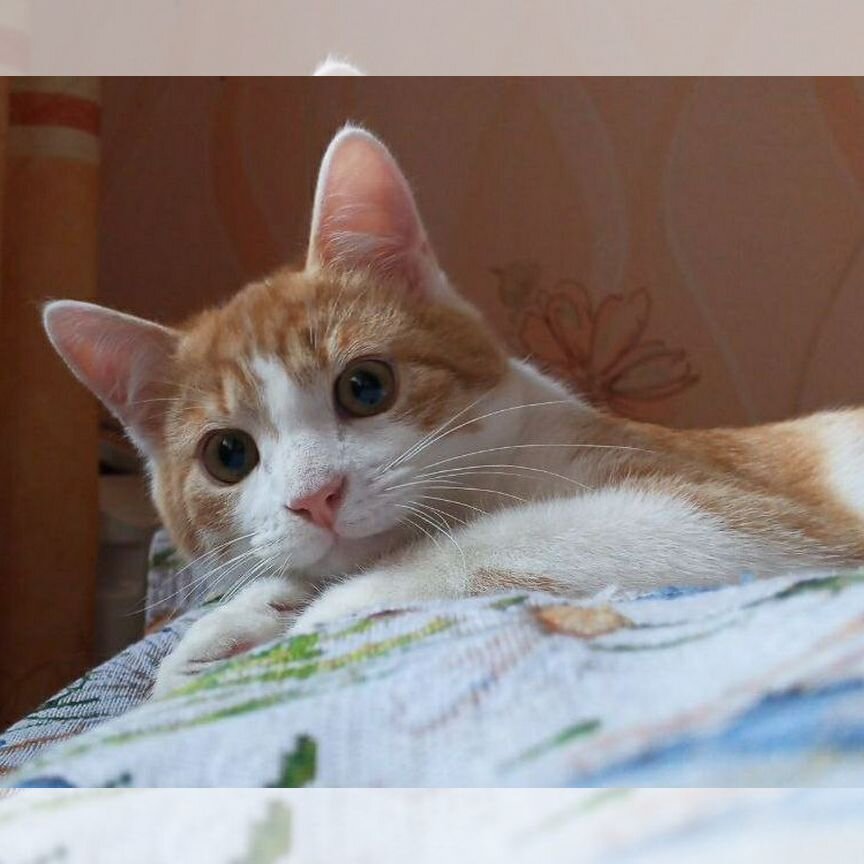 Котёнок в добрые руки