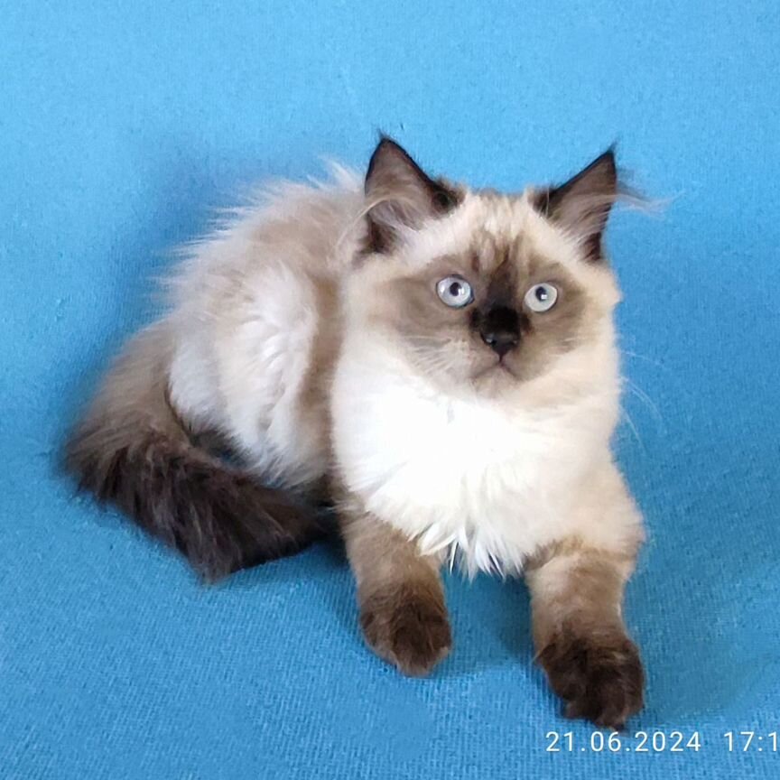 Котенок девочка окрас сил-пойнт