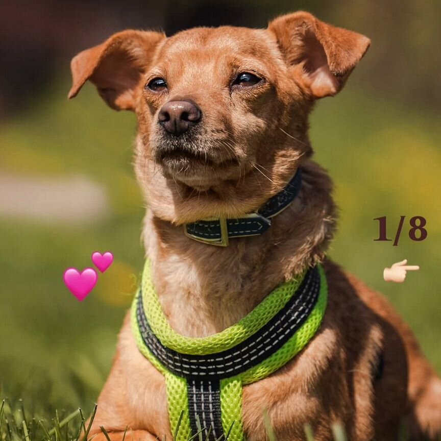 Взрослая собака в добрые руки