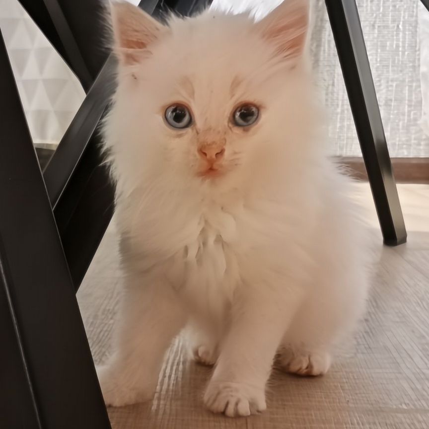 Сибирский котёнок