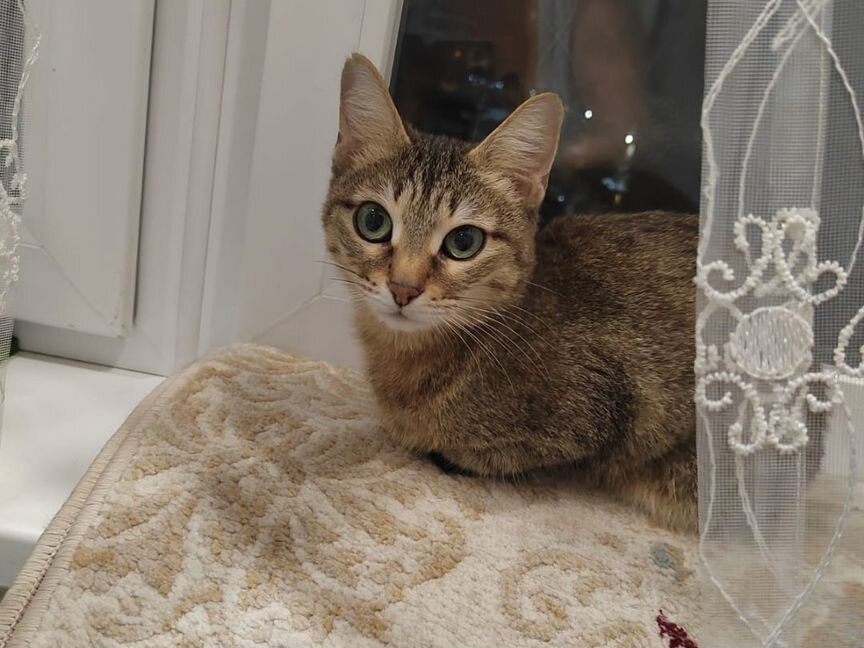 Кошка