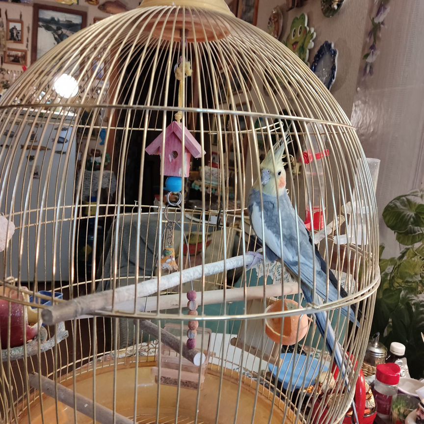 Продам попугая кареллу с клеткой