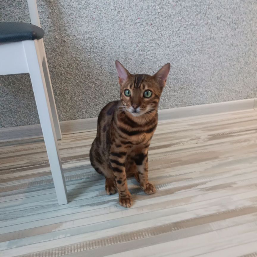 Кот